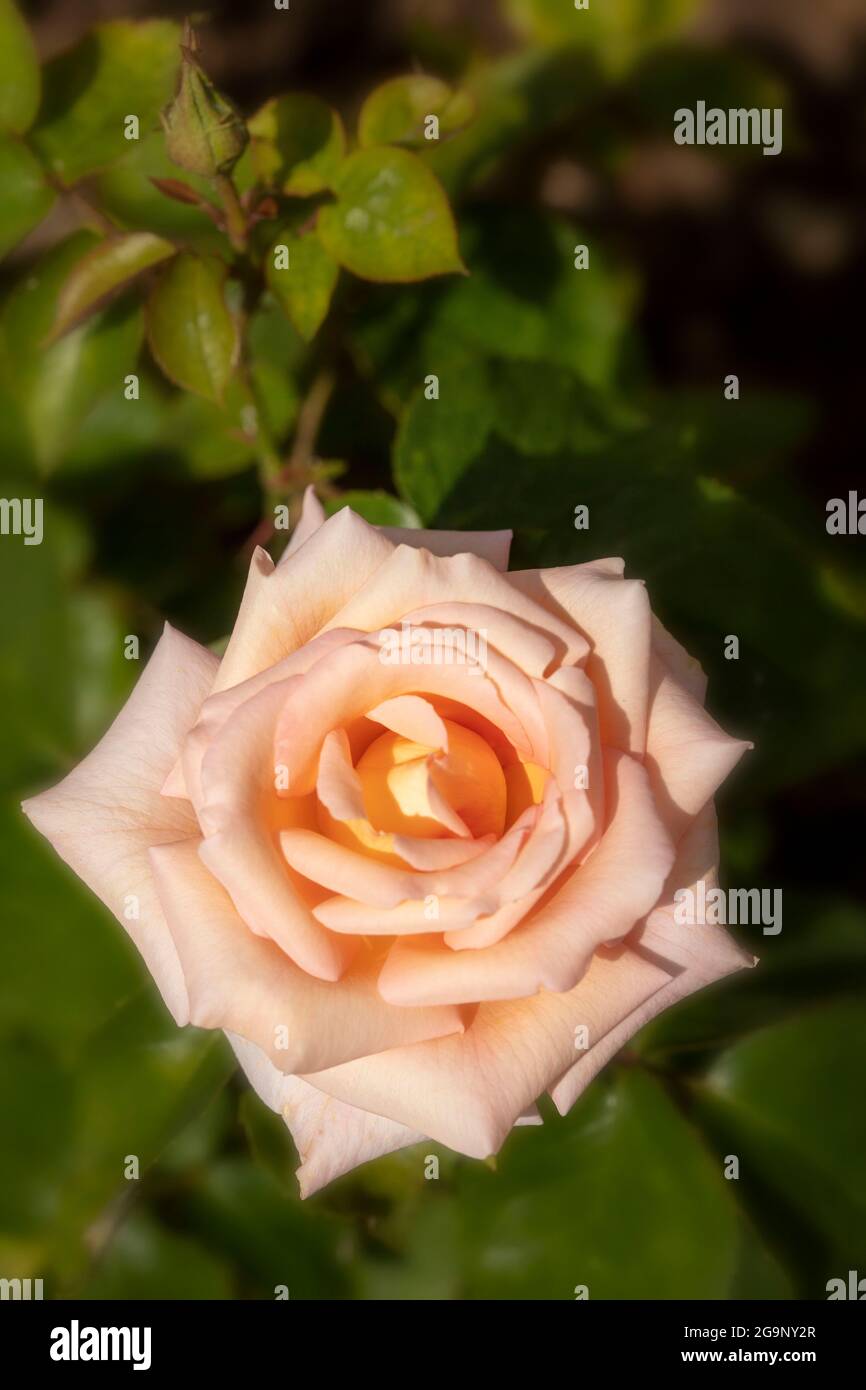 Variable Rosa Scent Sensation ‘Fryromeo’, Rosa ‘Scent-sation’, Rose ...