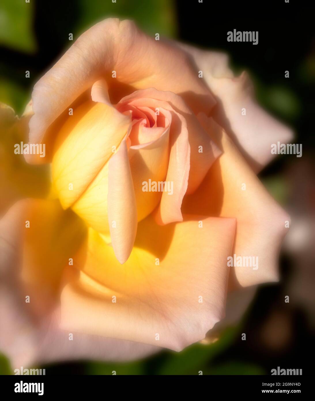 Variable Rosa Scent Sensation ‘Fryromeo’, Rosa ‘Scent-sation’, Rose ...