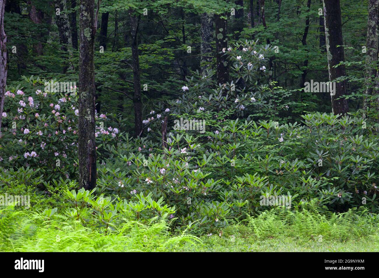 Rhododendron, Rhododendron maximum, also known as Great Laurel and ...