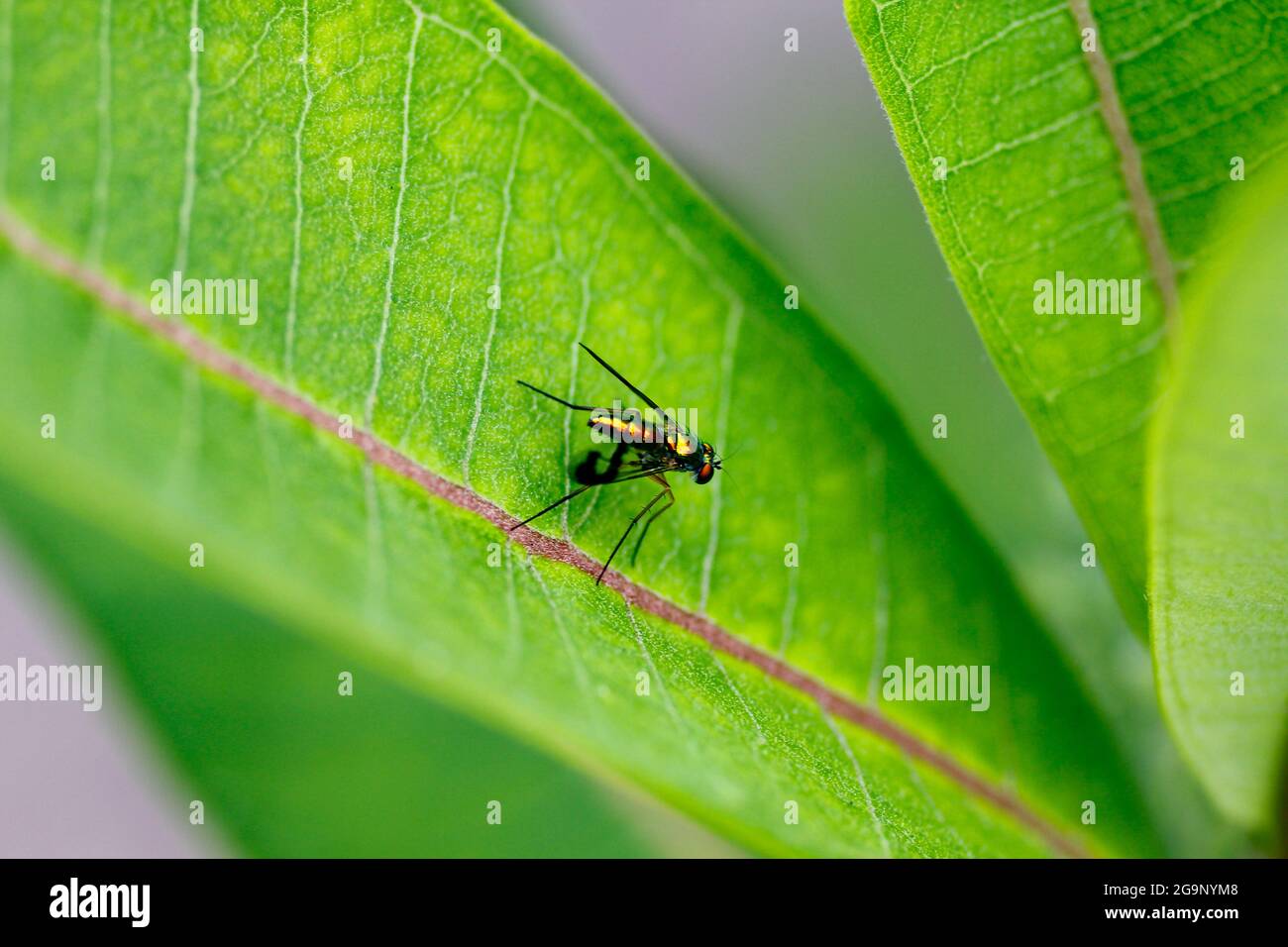 Small Metallic Fly on Milkweed Plant Stock Photo - Alamy