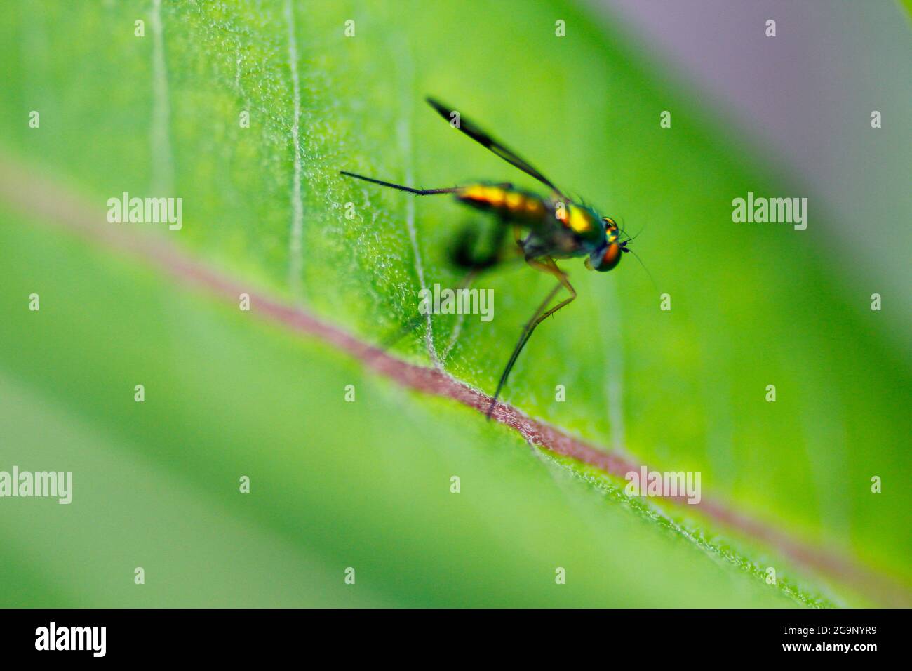 Small Metallic Fly on Milkweed Plant Stock Photo - Alamy