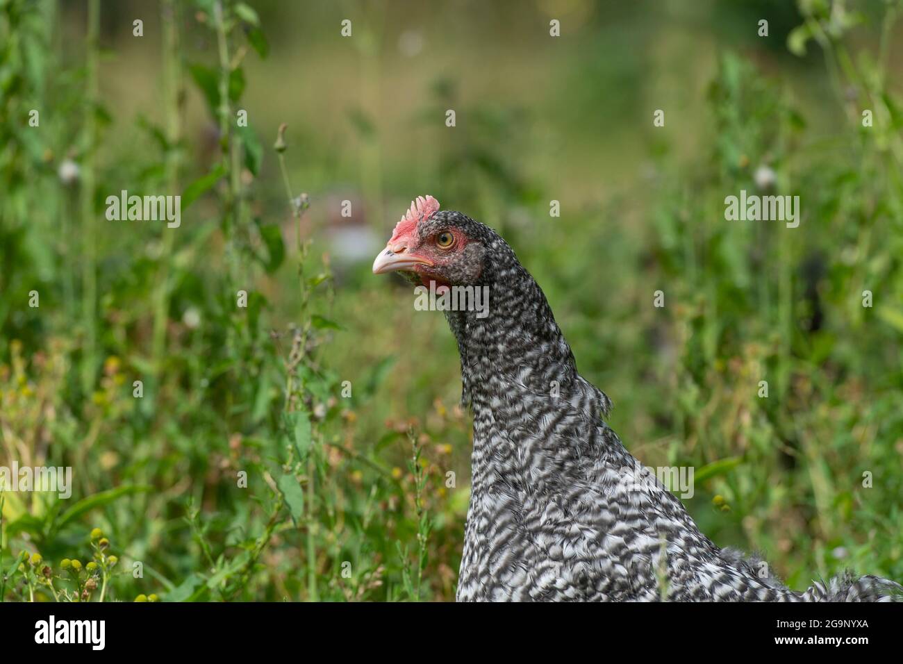 cuckoo maran chicken Stock Photo - Alamy