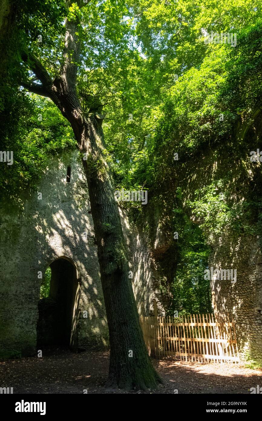 Tree grows amidst the overgrown ruins of St Mary’s church, located in a ...