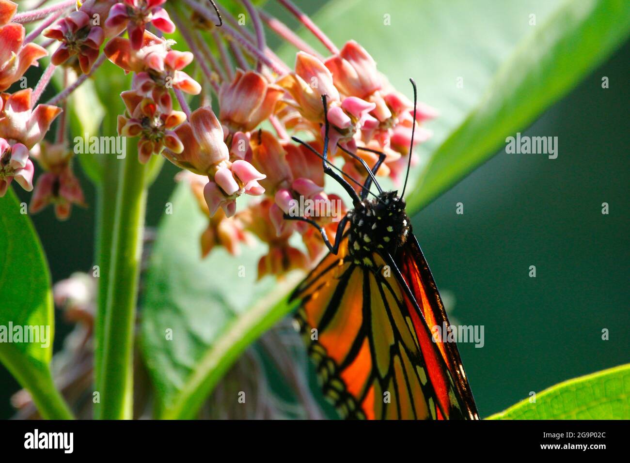 Monarch butterfly feeding on milkweed hi-res stock photography and ...