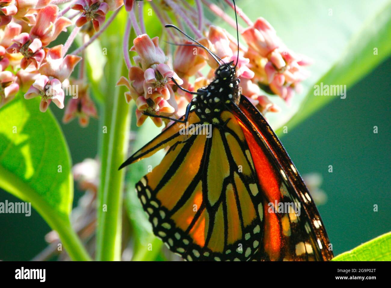 Monarch butterfly feeding on milkweed hi-res stock photography and ...
