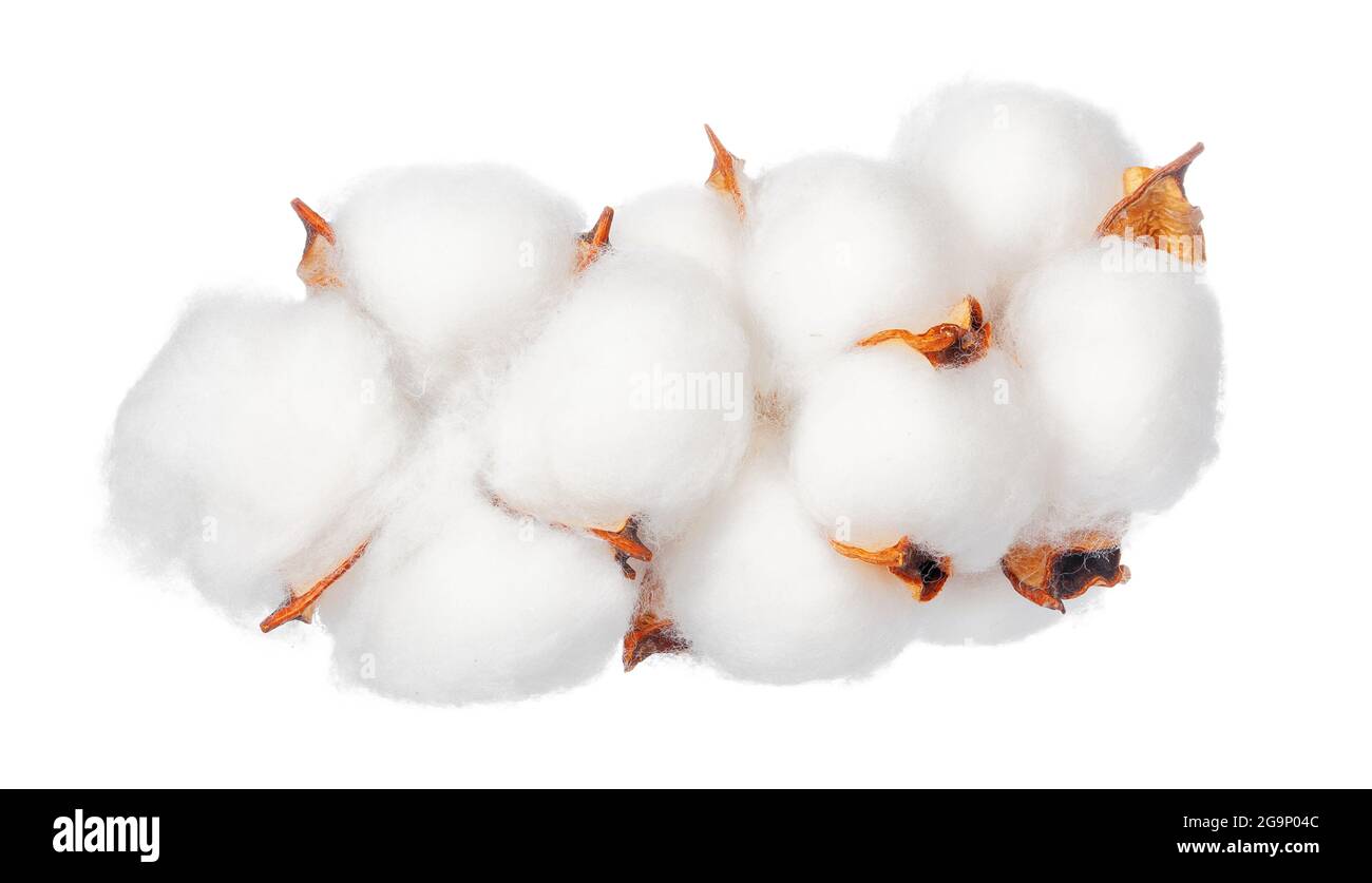 Cotton flowers on white background Stock Photo - Alamy