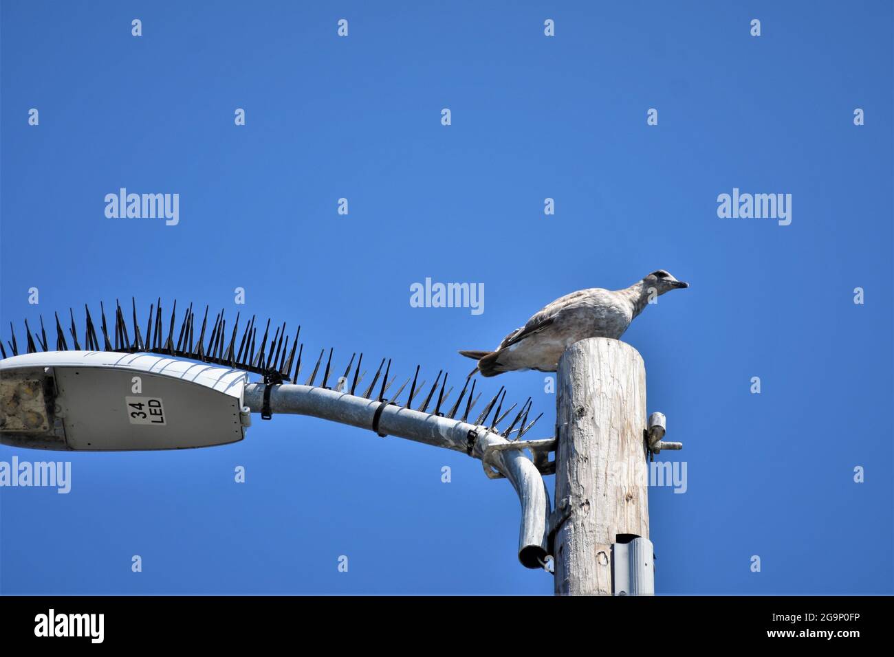 adult sea gull avoiding the spikes which are there to keep it away ...