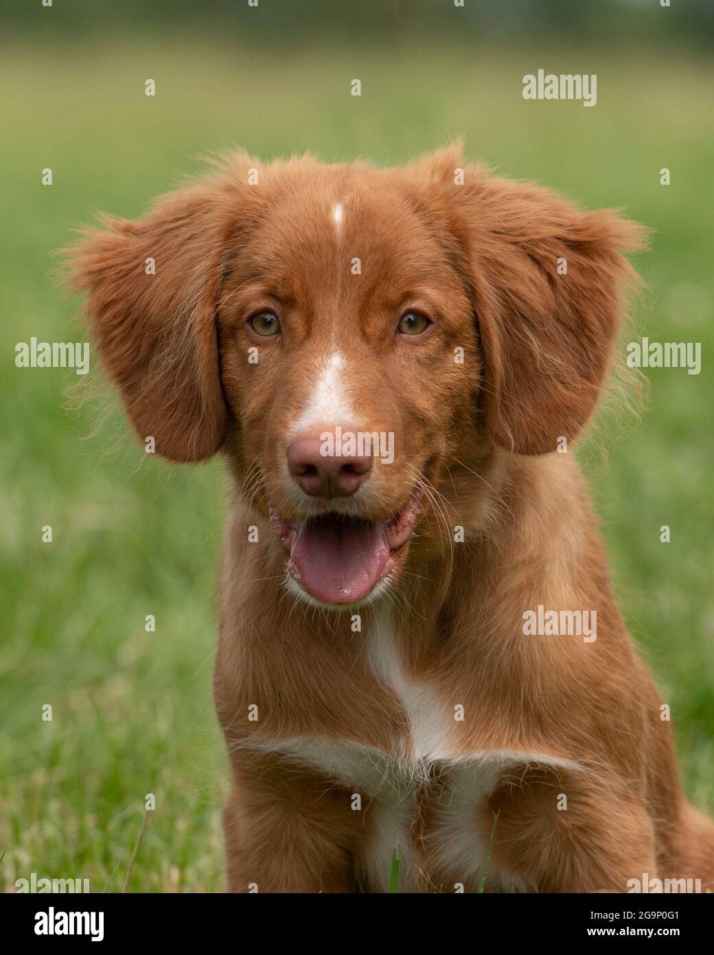Nova Scotia Duck Tolling retriever puppy portrait Stock Photo - Alamy