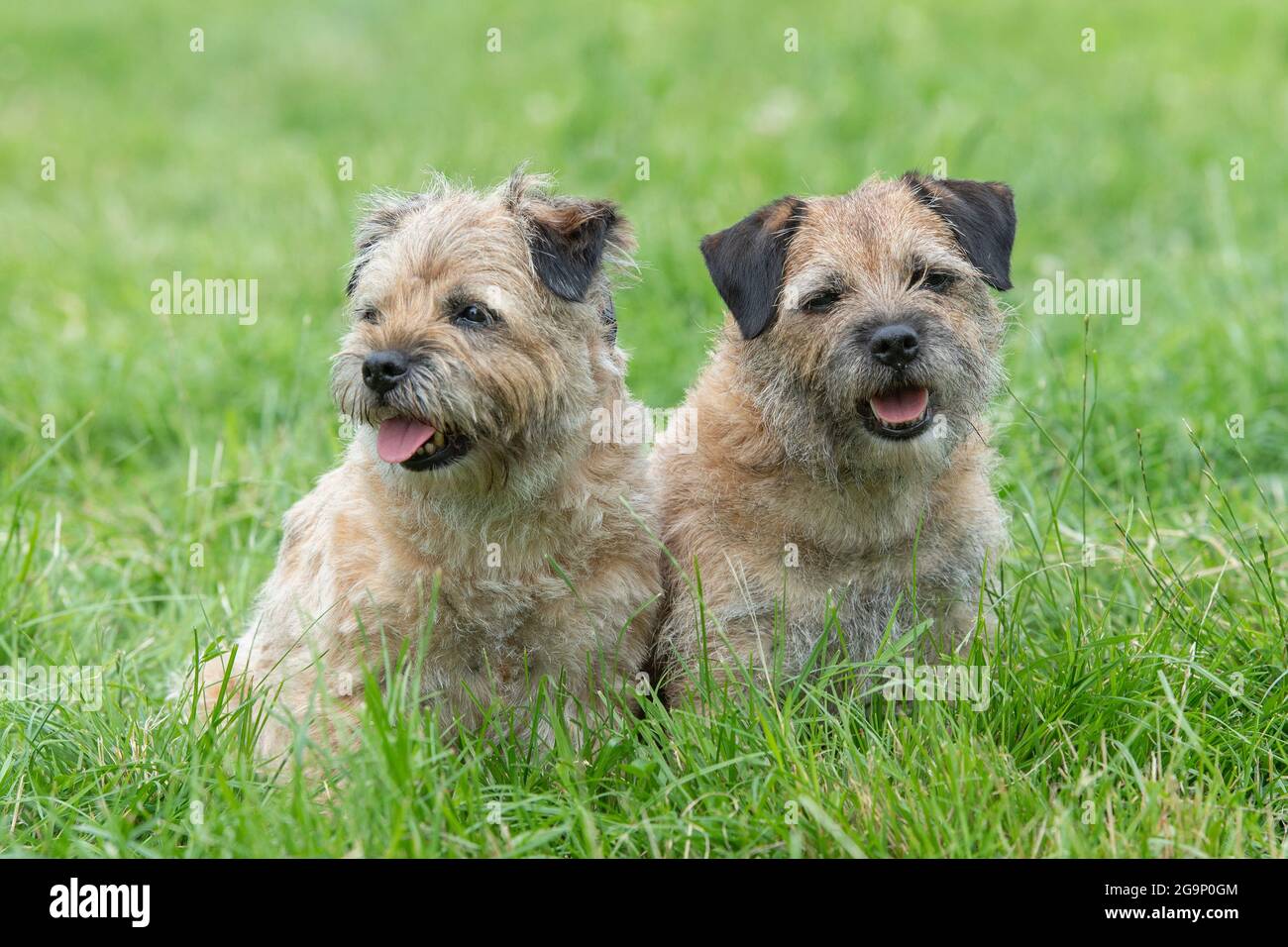 Border terriers hi-res stock photography and images - Alamy