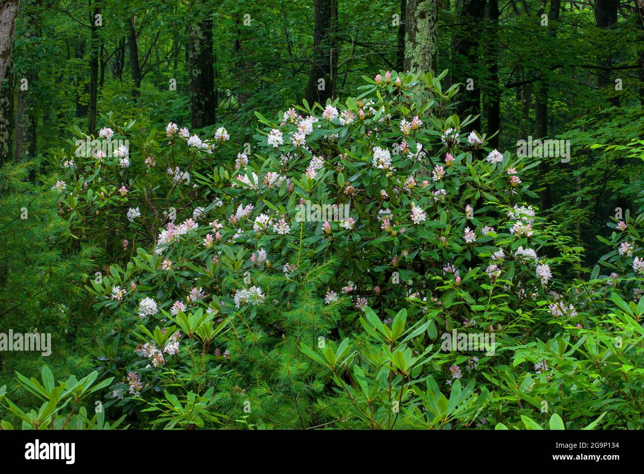 Rhododendron, Rhododendron maximum, also known as Great Laurel and ...