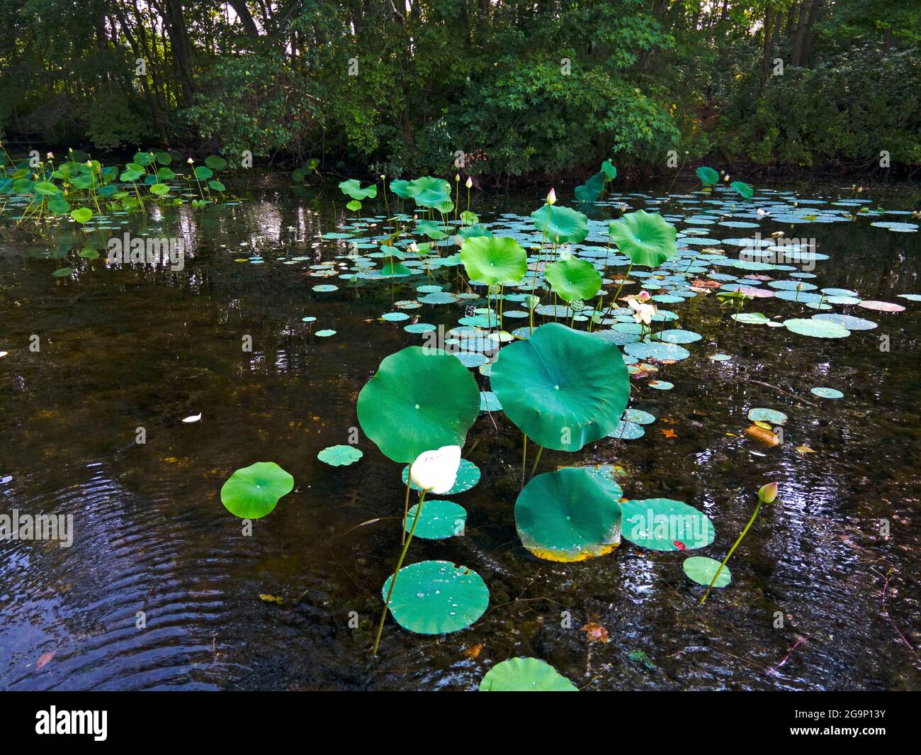 Flowers On The Water 30k+ Water Flowers Pictures | Download Free
