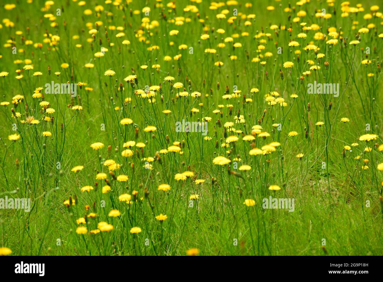 Wild flora, flowers in spring in the Pampas landscape, La Pampa ...