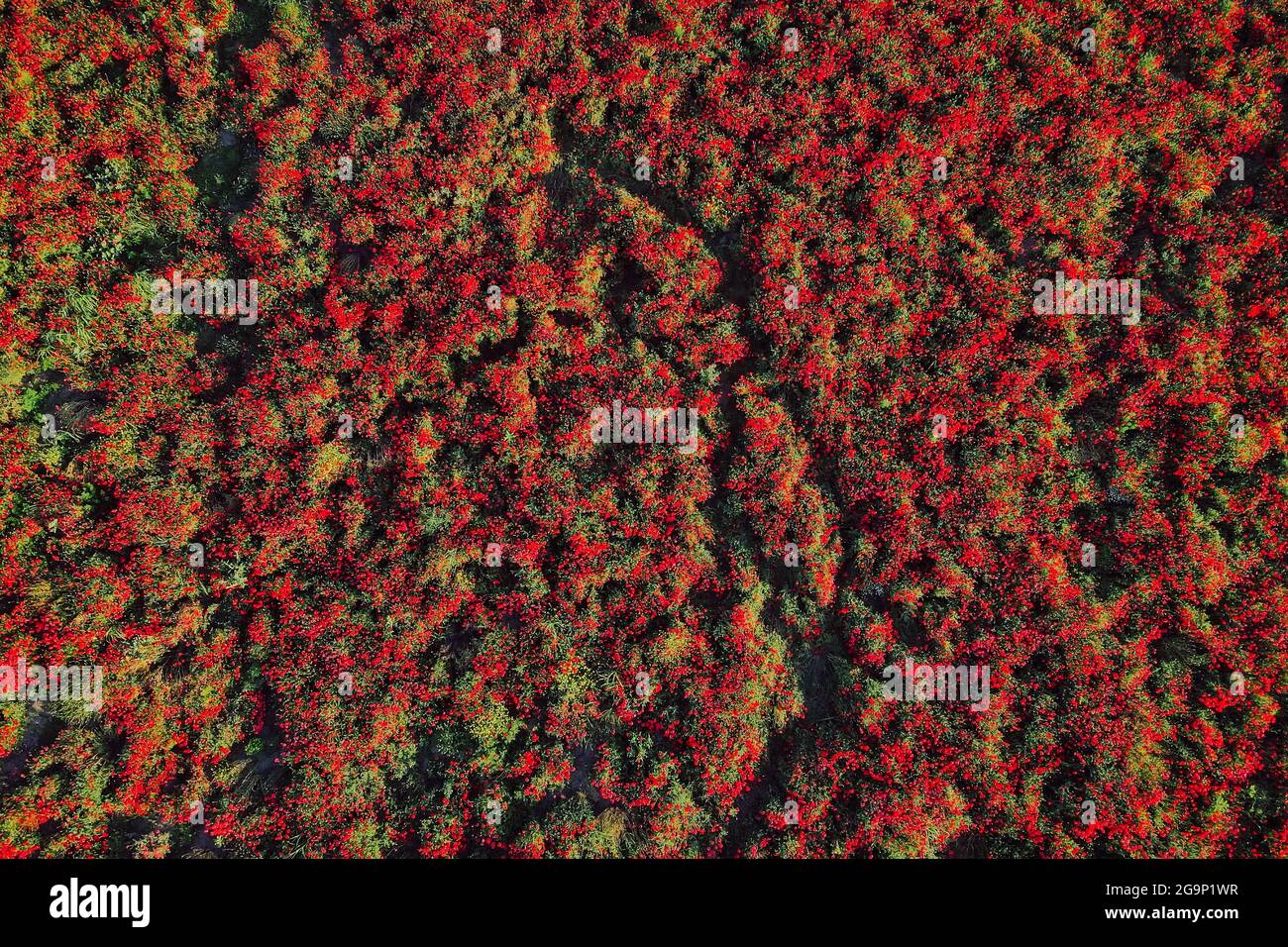 Poppy field aerial hi-res stock photography and images - Alamy