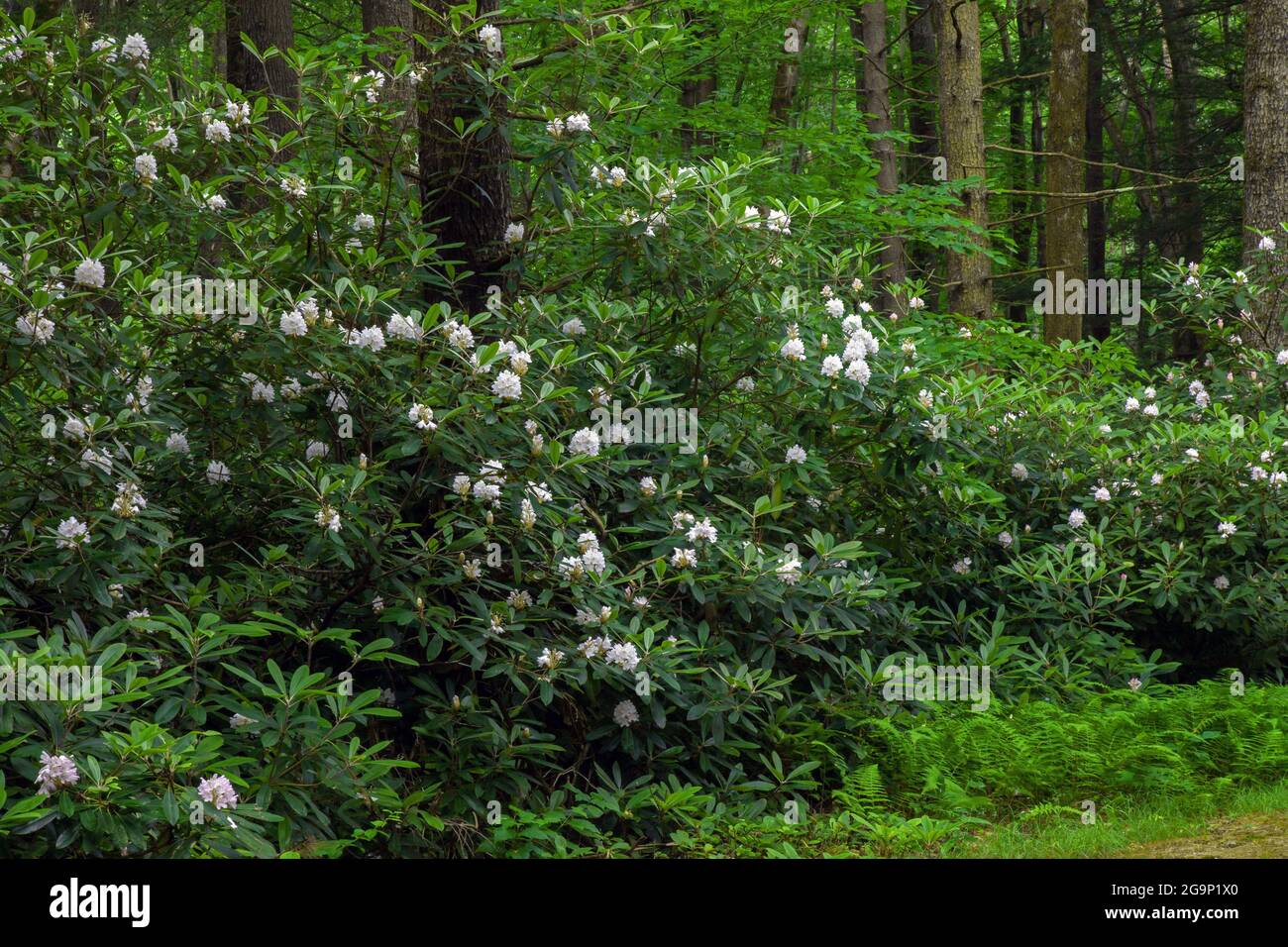 Rhododendron, Rhododendron maximum, also known as Great Laurel and ...