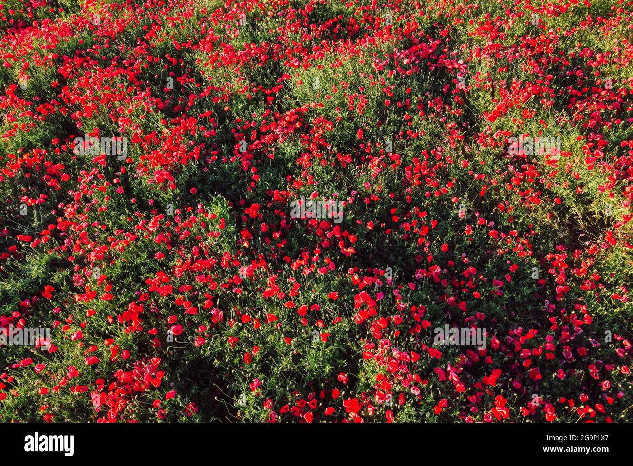 Blooming poppy field. Aerial view. Wild red flowers Stock Photo - Alamy