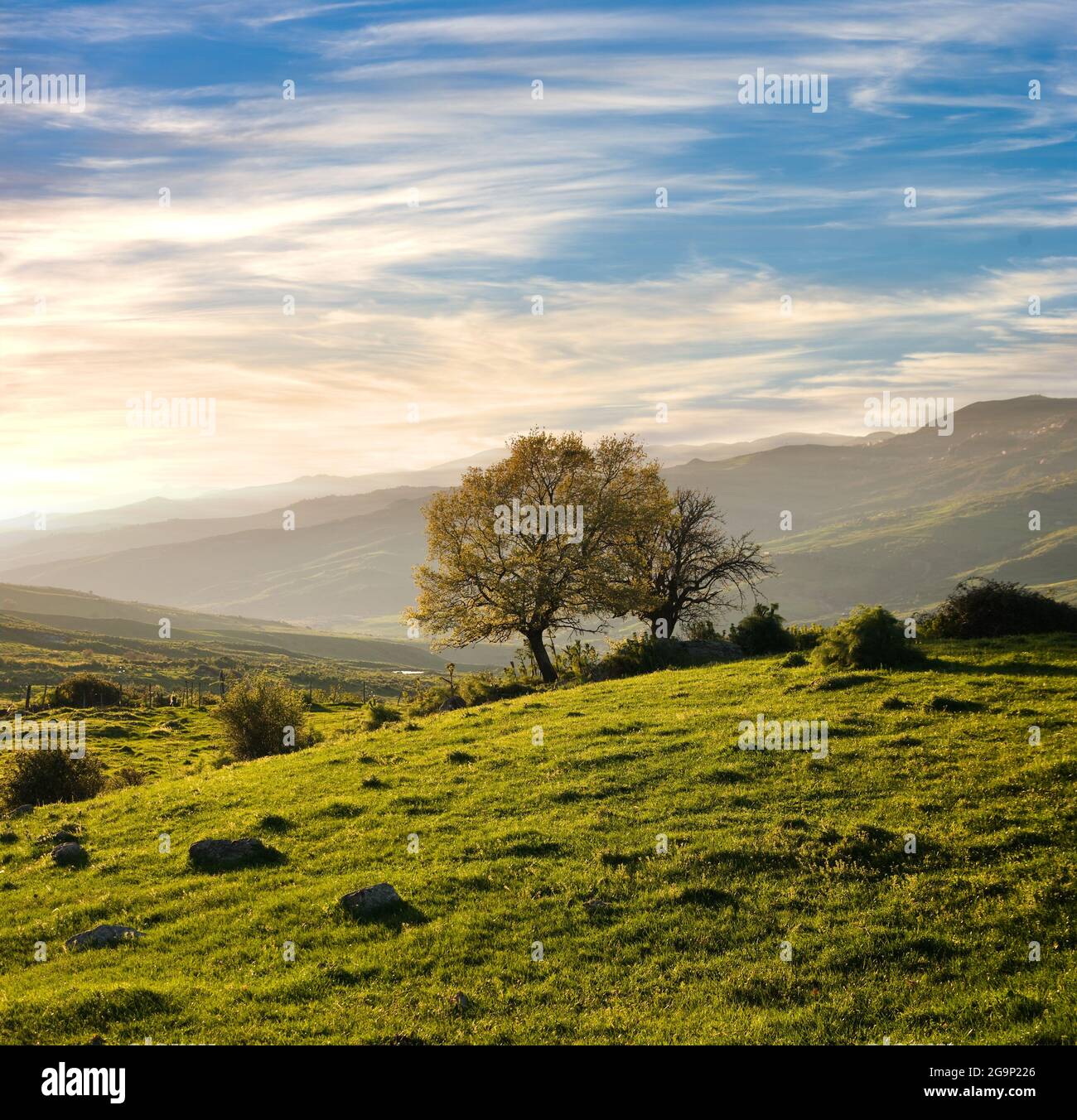 country landscape with oak tree in a spring sunset Stock Photo - Alamy