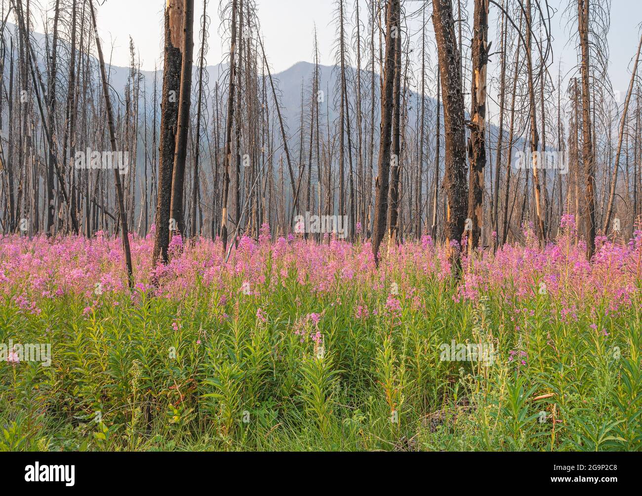 Fireweed (Chamaenerion angustifolium) growing among forest fire tree ...