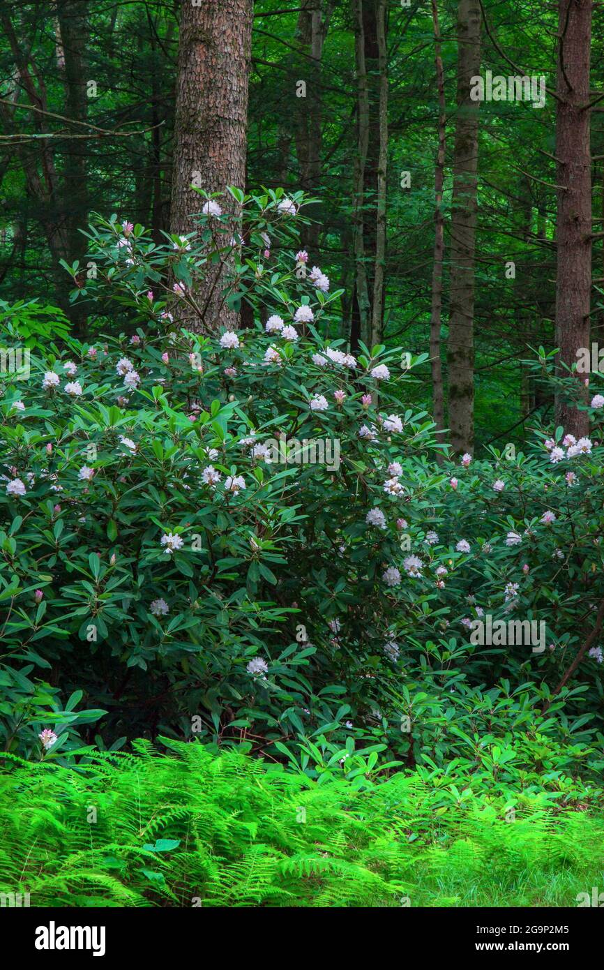 Rhododendron, Rhododendron maximum, also known as Great Laurel and ...