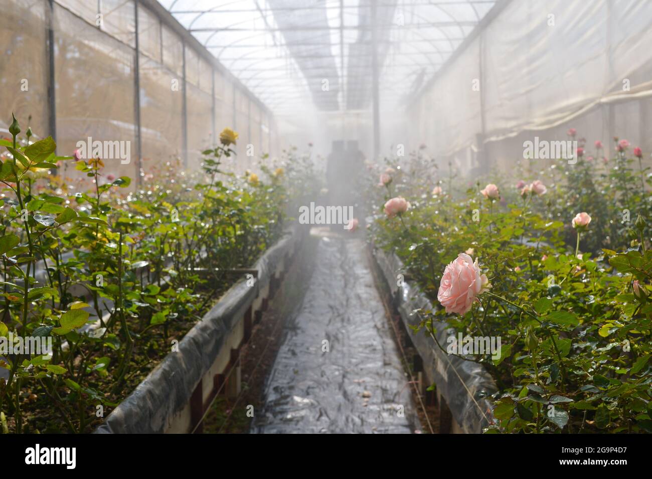 Plantation roses in a greenhouse,Roses blooming in a greenhouse in a ...