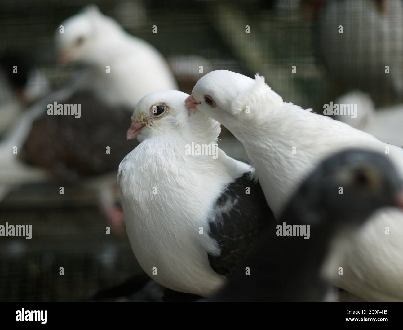 Interaction with animals hi-res stock photography and images - Alamy