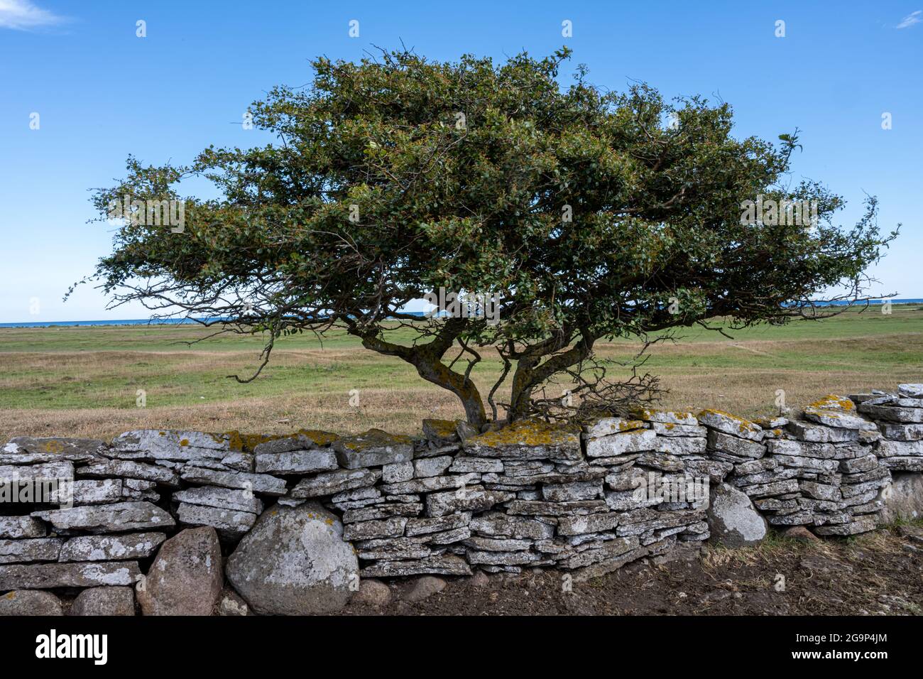 A tree in a moor landscape. Picture from the Baltic Sea island of Oland ...