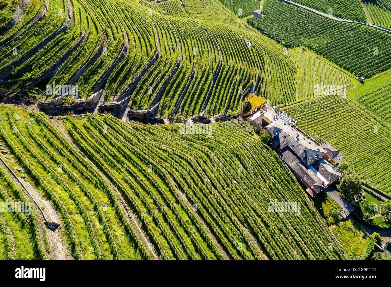 Valtellina (IT), Bianzone, Aerial view of the Nebbiolo vineyards Stock ...