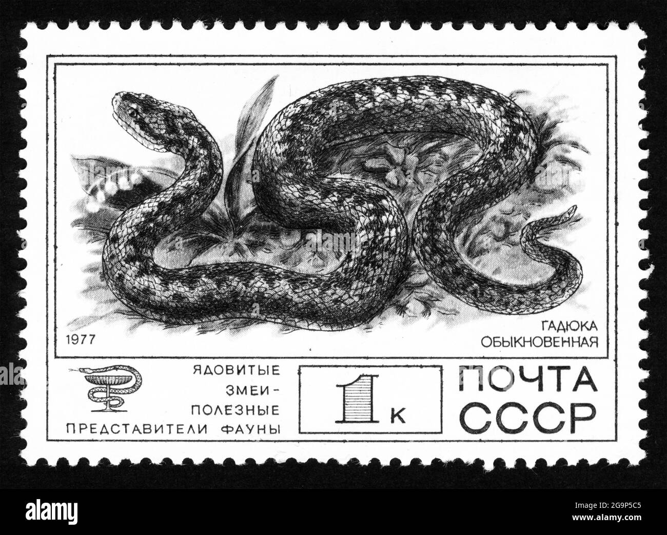 Collection of snakes Black and White Stock Photos & Images - Alamy