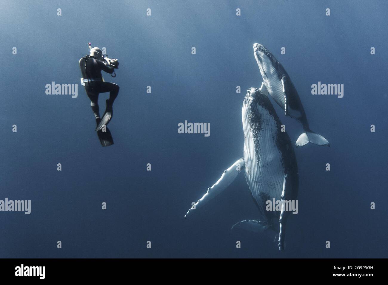 Forty-tonne humpbacks swimming with divers eighty feet underwater ...