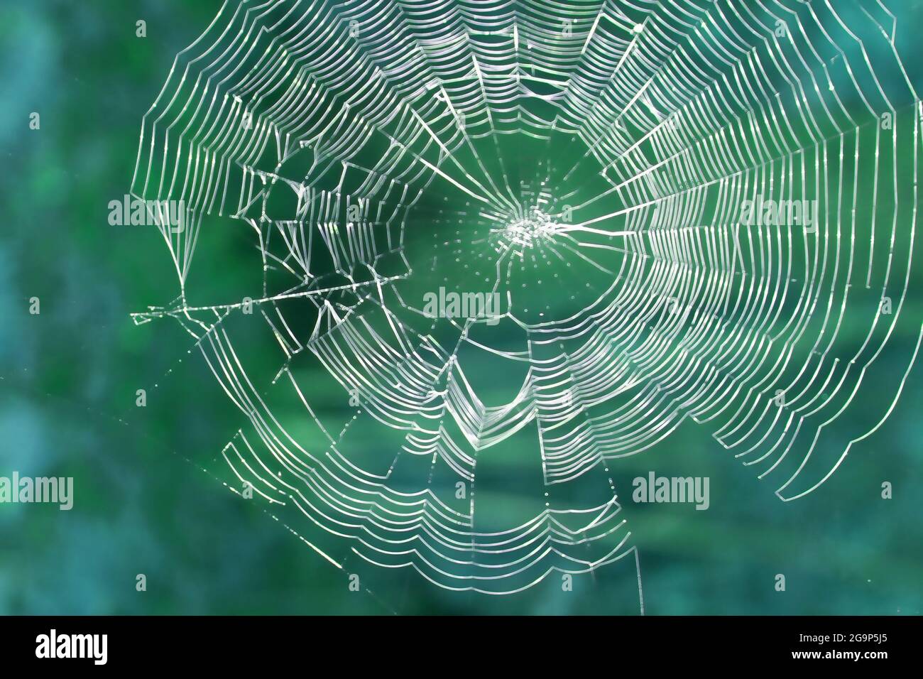 Beautiful spider web close-up on a green background. Soft focus Stock ...