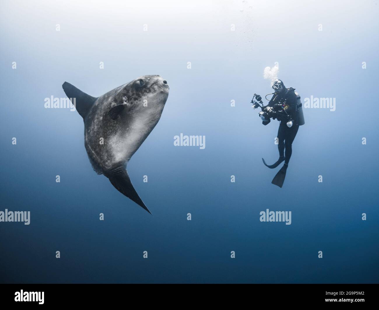 A ninety-five stone ocean sunfish, also known as a mola mola. VARIOUS ...