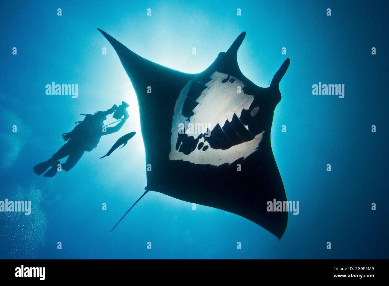A Manta ray with skull-like pattern on its underside. VARIOUS LOCATIONS ...