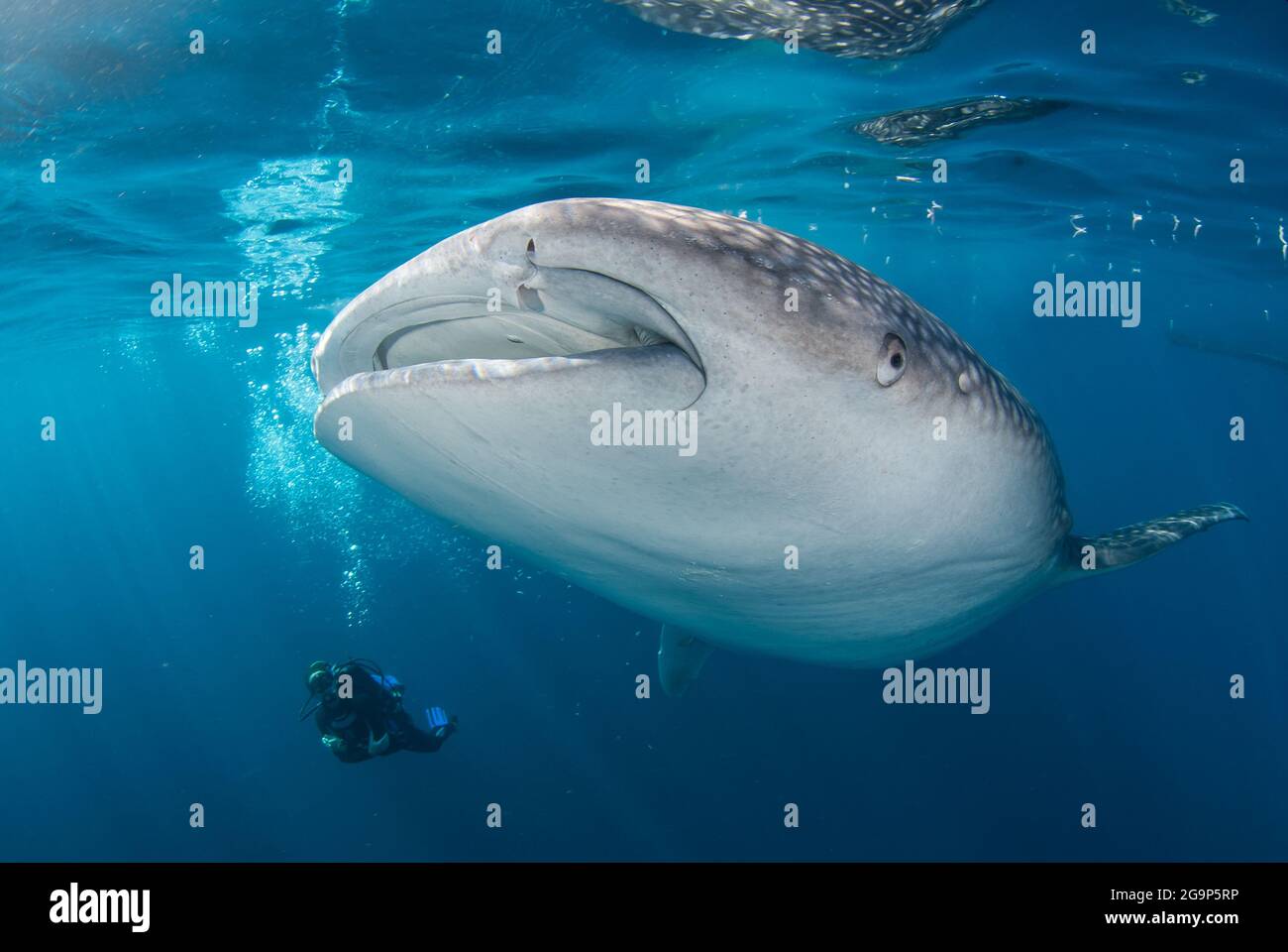 A fisherman hunting in harmony with the world's largest fish. VARIOUS ...