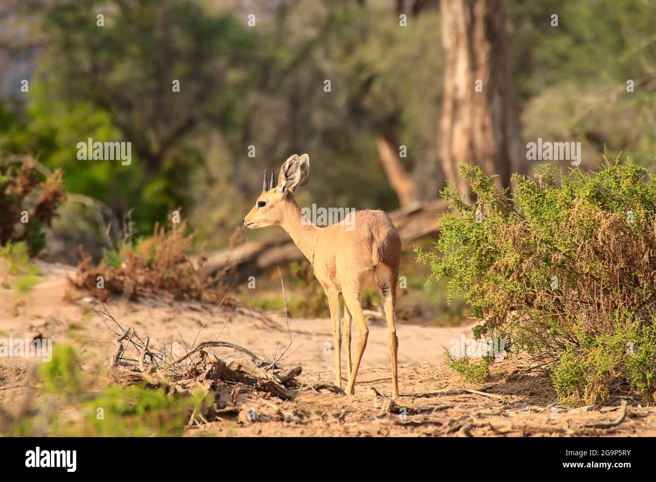 Smallest african antelope hi-res stock photography and images - Alamy