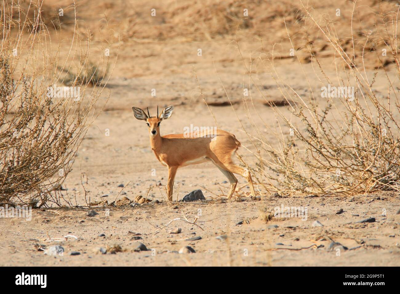 Smallest african antelope hi-res stock photography and images - Alamy