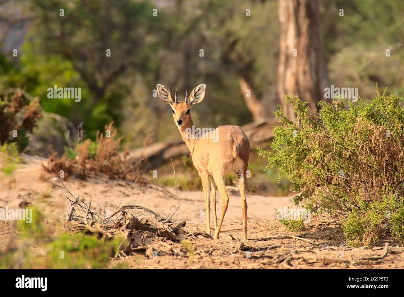 Smallest african antelope hi-res stock photography and images - Alamy