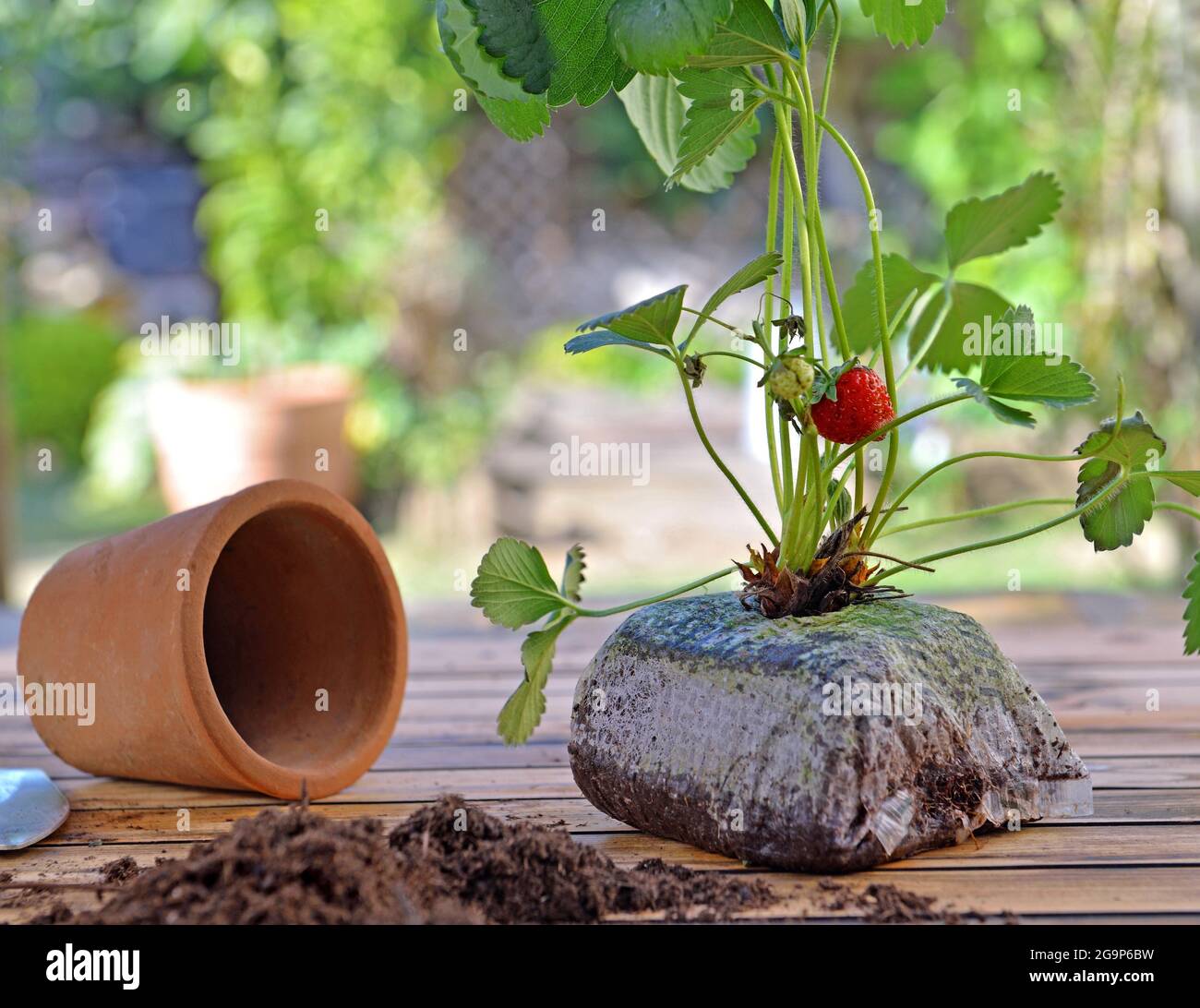 Vegetative Propagation Strawberries