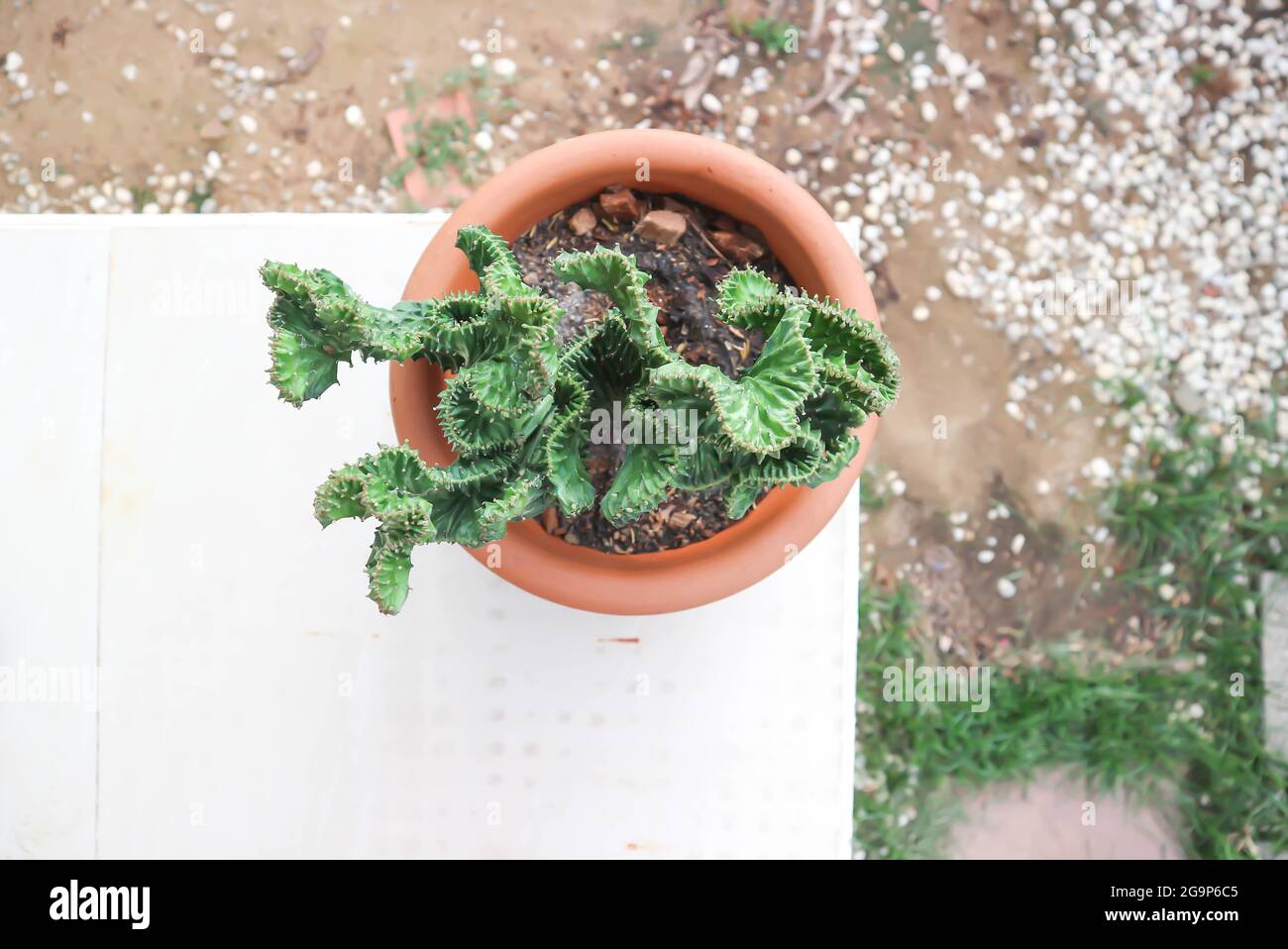 Euphorbia Lactea Cristata, Euphorbia neriifolia or Euphorbia lactea or ...