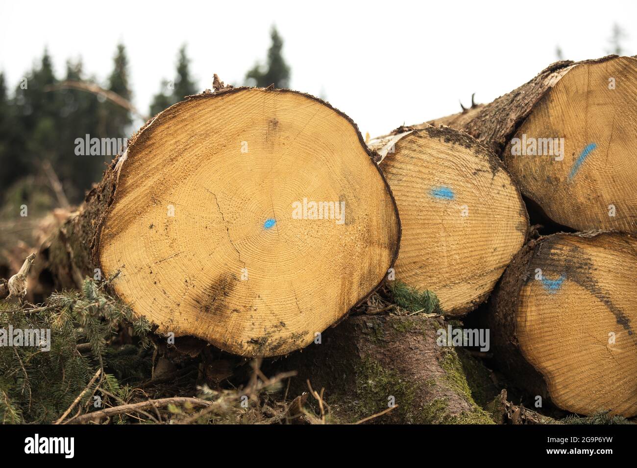 Four tree trunks hi-res stock photography and images - Alamy