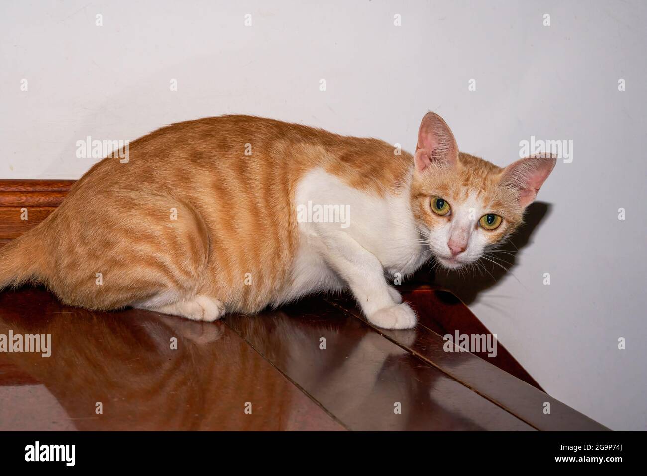 A cute orange Chinese pastoral cat Stock Photo - Alamy