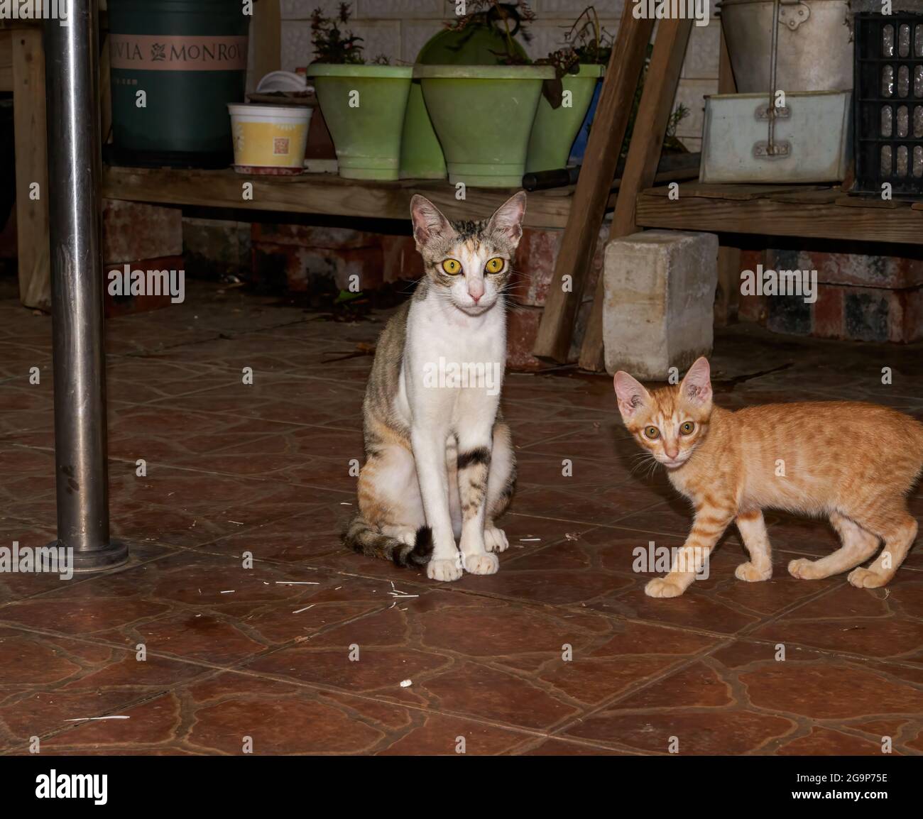 Fat chinese child hi-res stock photography and images - Alamy