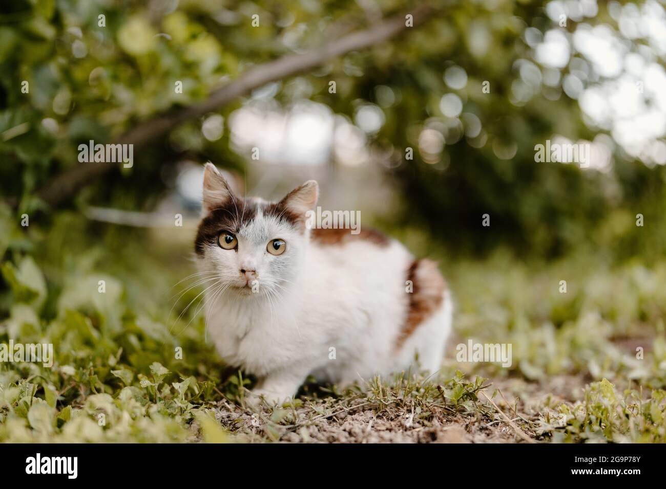 Cute cat hunting in the garden Stock Photo - Alamy