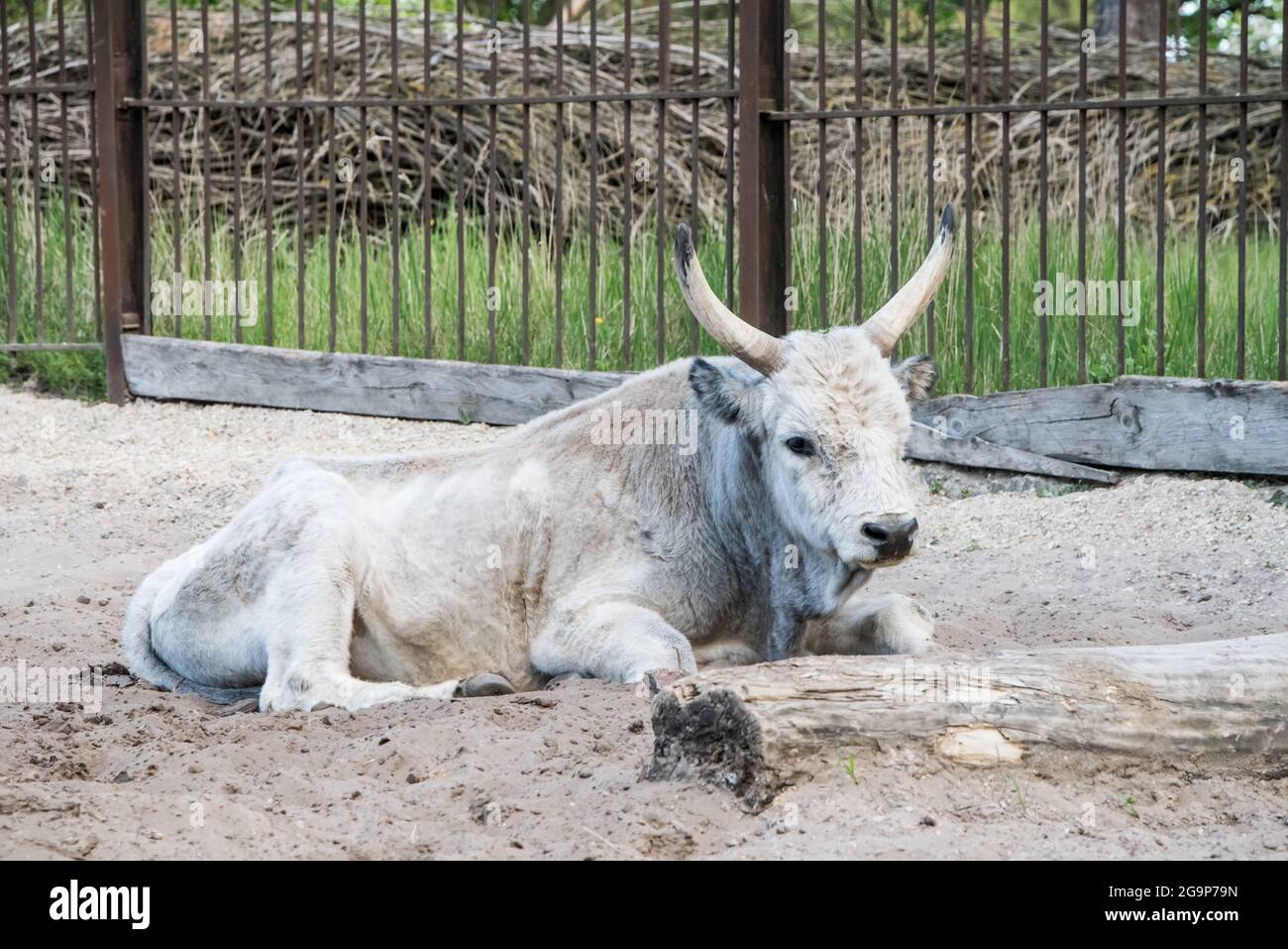 Hungarian grey cattle relax outdoor on zoo Stock Photo - Alamy