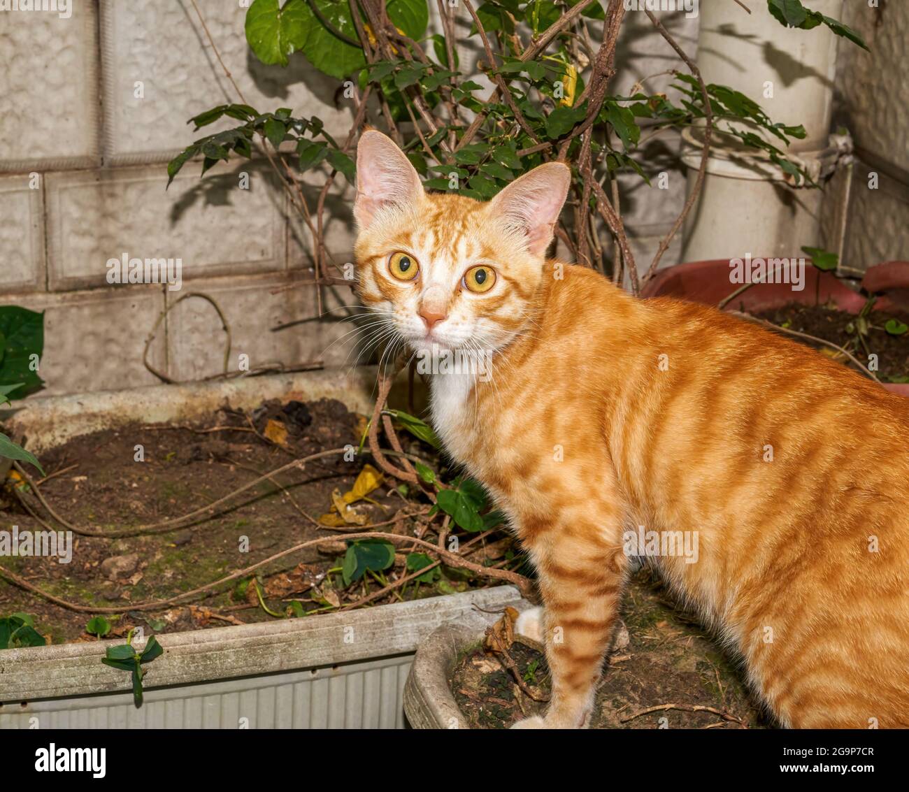 A cute orange Chinese pastoral cat Stock Photo - Alamy