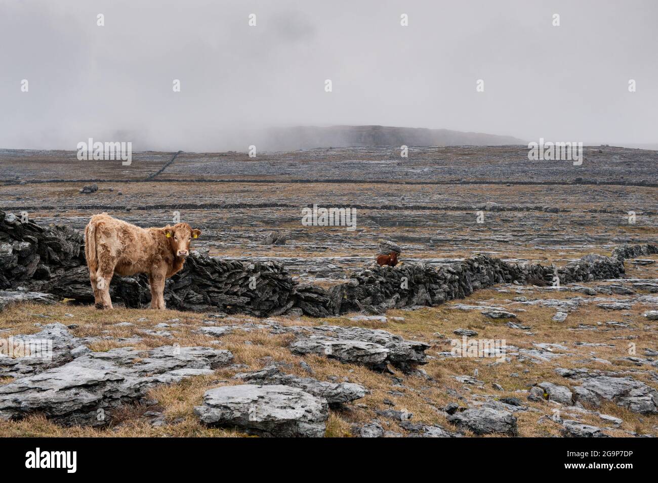 Little barren hi-res stock photography and images - Alamy