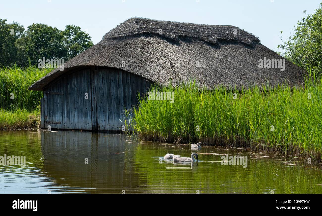 Historic thatched roof boathouses amongst the tall green reeds on ...