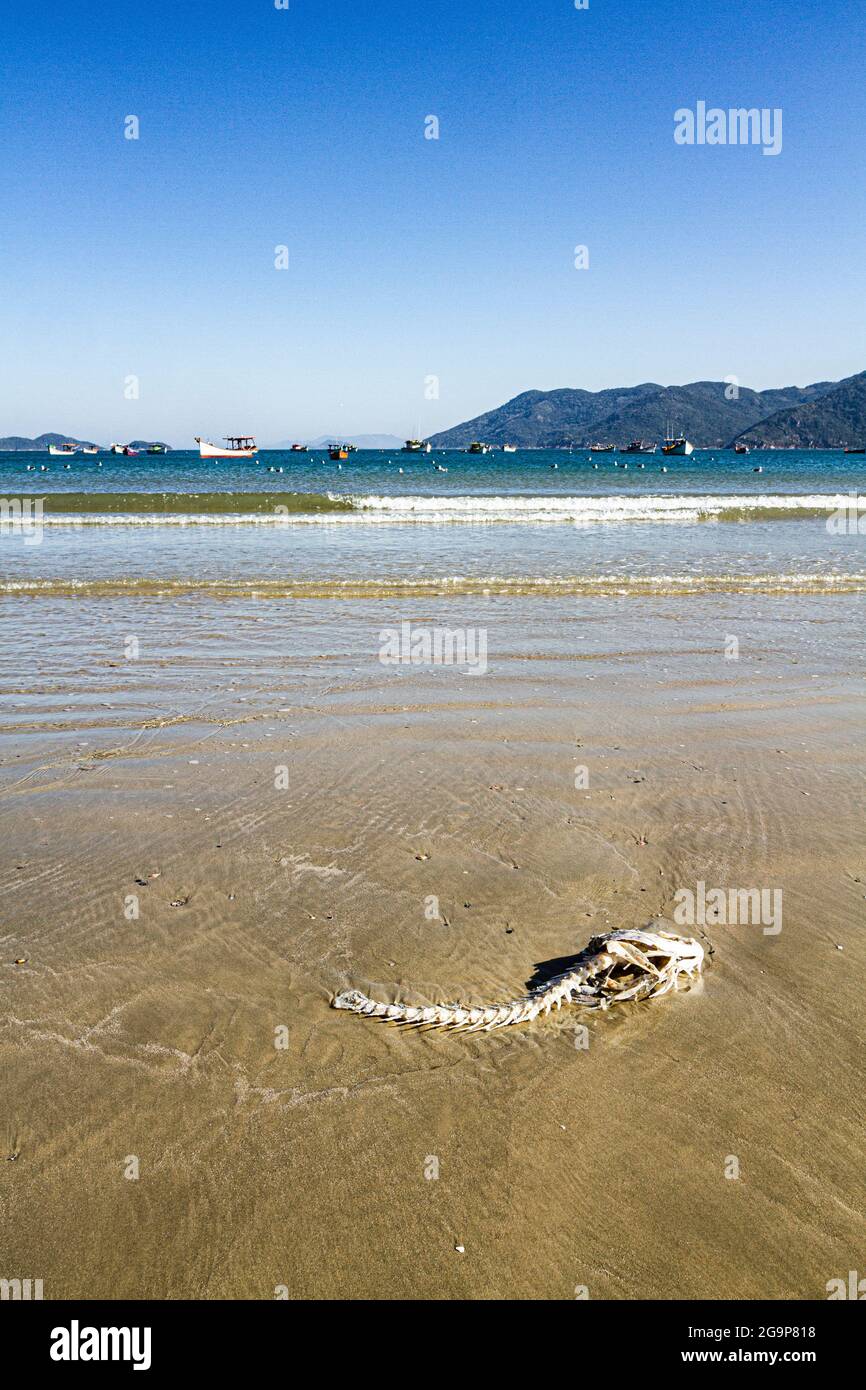 Fish bone hi-res stock photography and images - Alamy