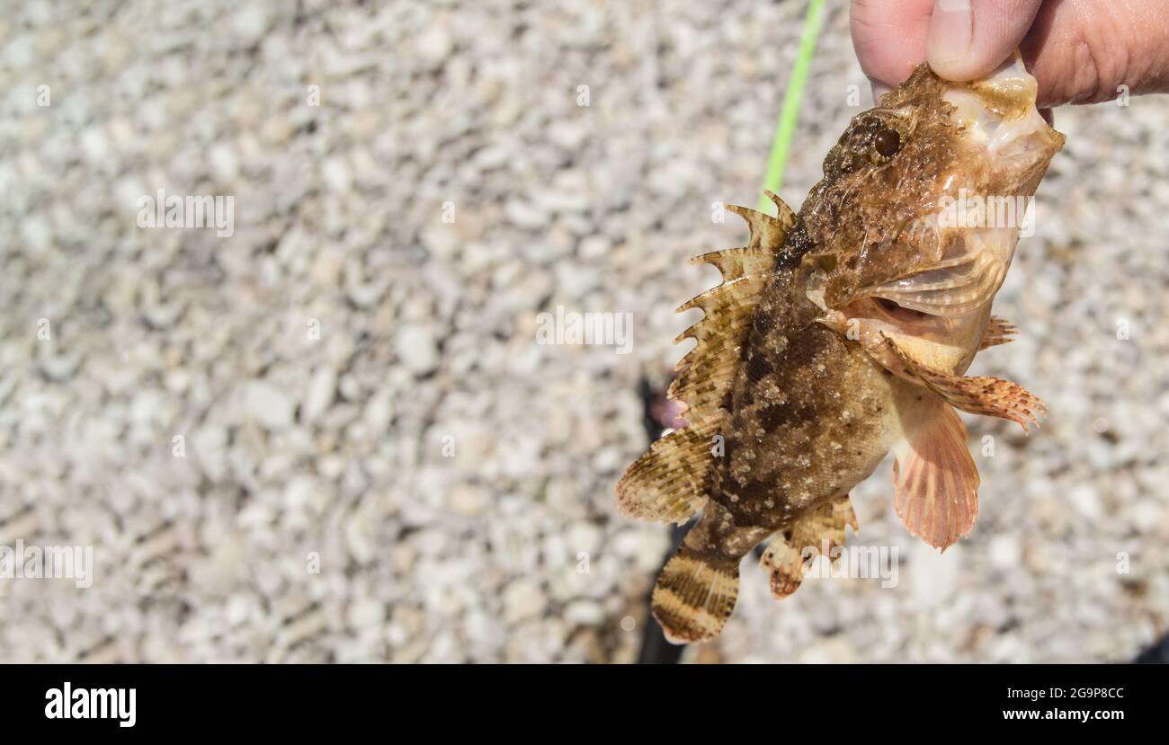 Perch caught on spinning hi-res stock photography and images - Alamy