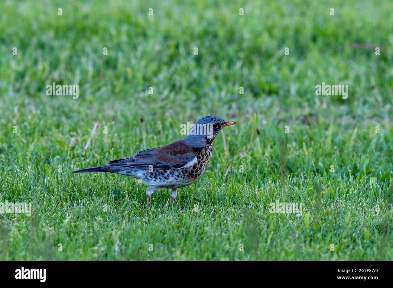 Selective focus of a common mistle thrush on green grass in a lawn ...