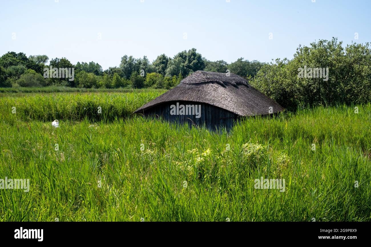 Historic thatched roof boathouses amongst the tall green reeds on ...