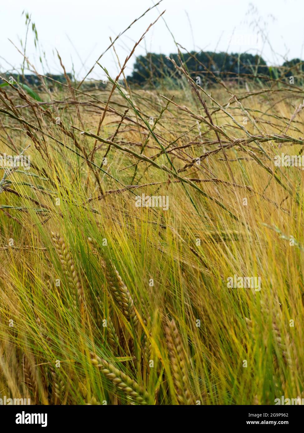 Ryegrass hi-res stock photography and images - Alamy